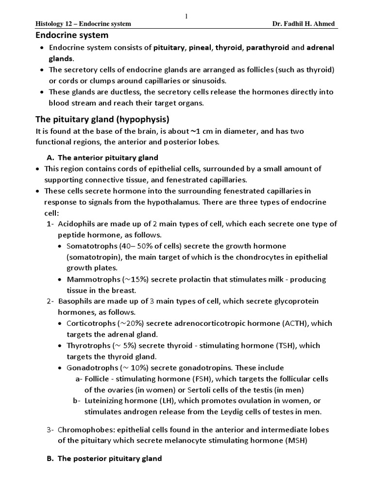 Endocrine System | PDF | Endocrine System | Adrenal Gland