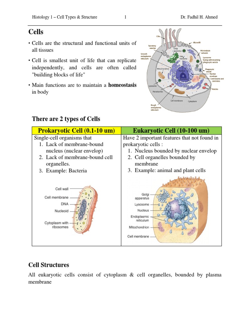 Cell Types and Structures in Histology | PDF | Endoplasmic Reticulum ...