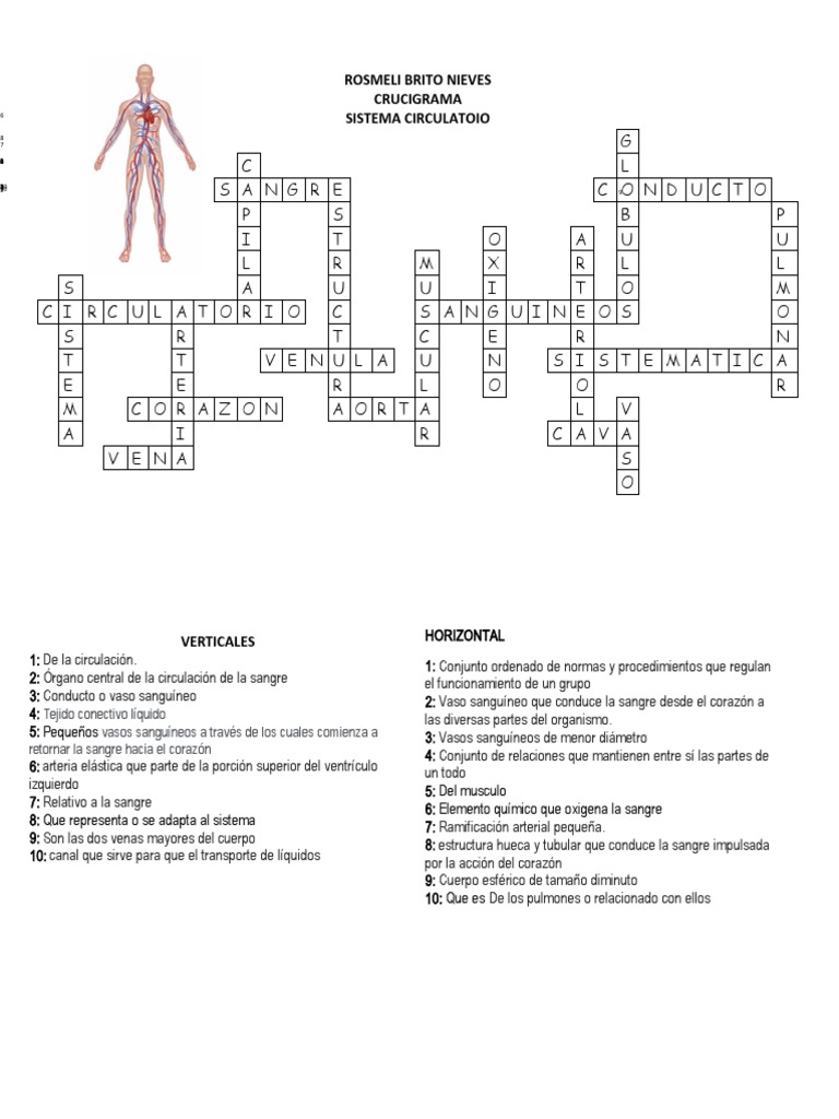 CRUCIGRAMA | PDF | Sistema circulatorio | Corazón
