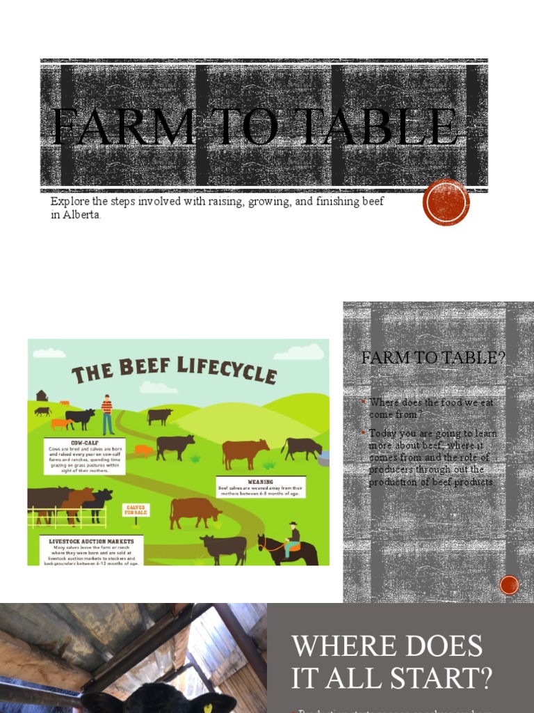 Beef Production | PDF