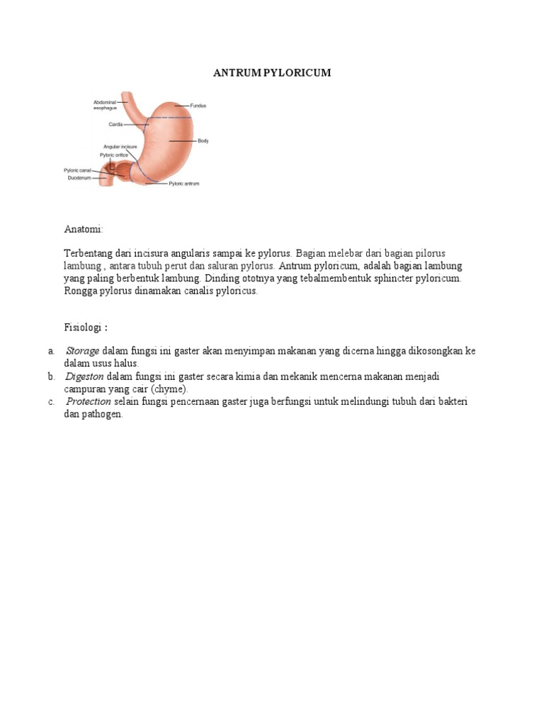 Fungsi dan Anatomi Antrum Pyloricum | PDF