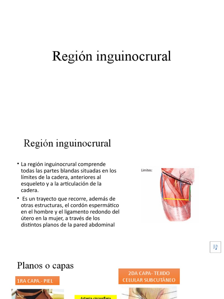 Anatomía de la Región Inguinocrural | PDF | Anatomía humana | Sistema ...