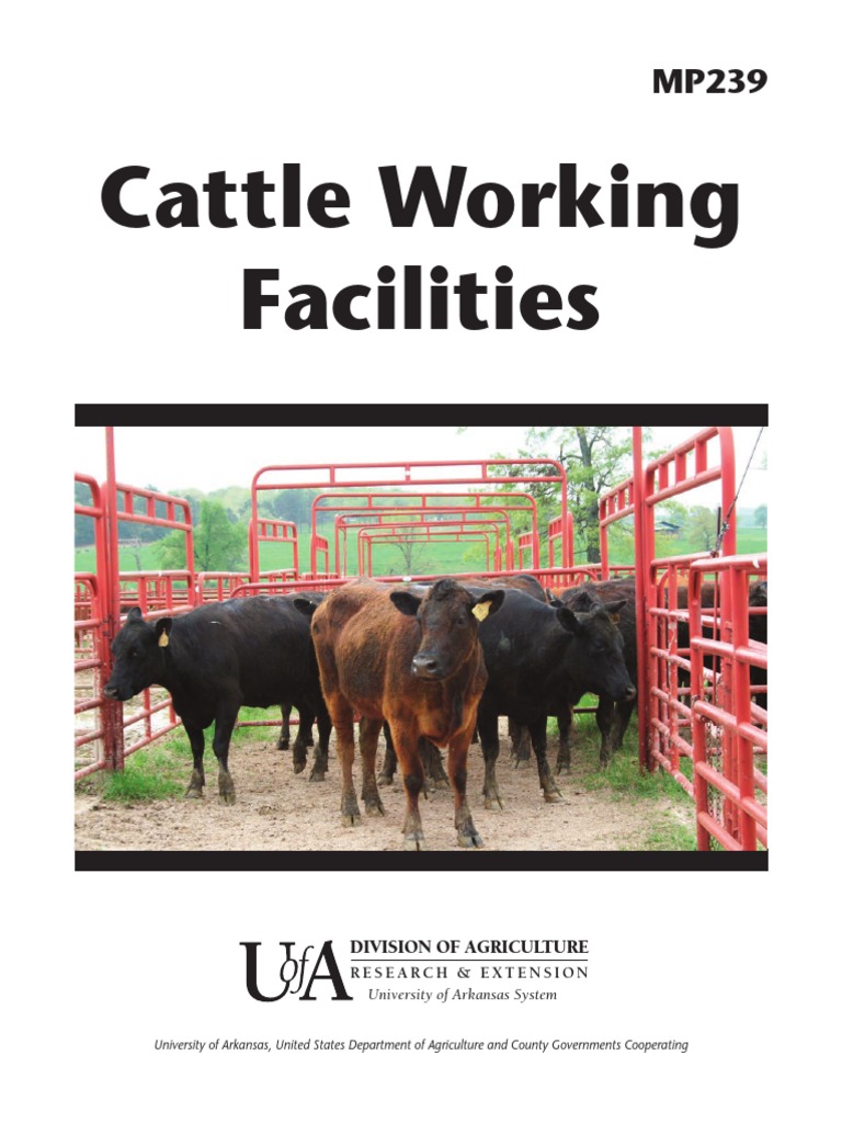 Cattle Working Facility Design Guide | PDF | Calf | Cattle