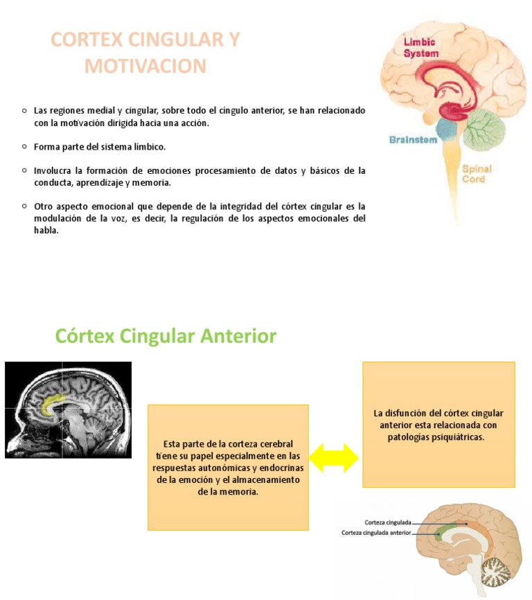 Corteza Cingulada Anterior