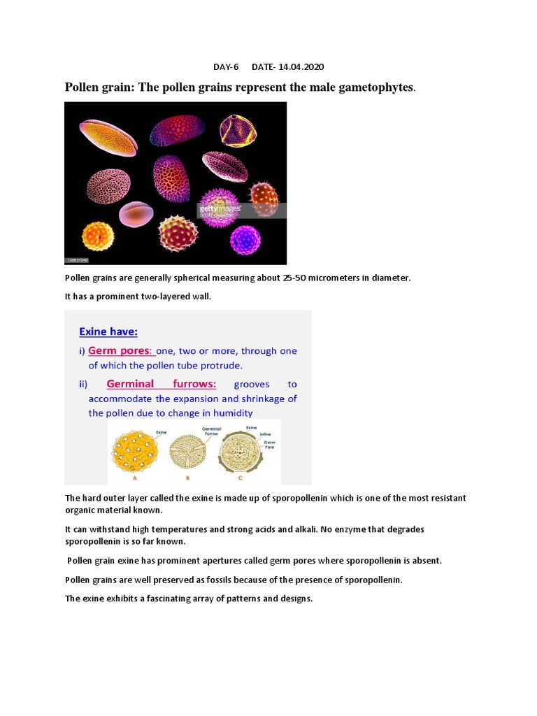 The Structure and Function of Pollen Grains and their Role in ...