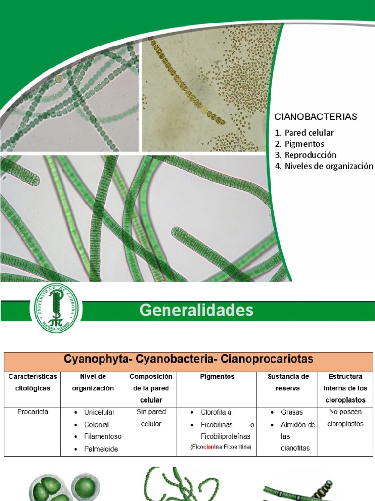 Cianobacterias | PDF | Cianobacterias | Procariota