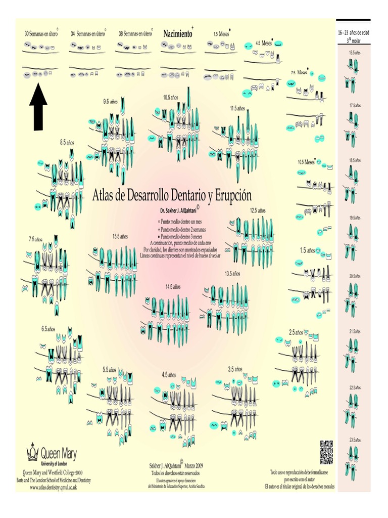 Atlas of Tooth Development in Spanish PDF | PDF