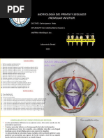 Primer Premolar Inferior | PDF | Anatomia dental