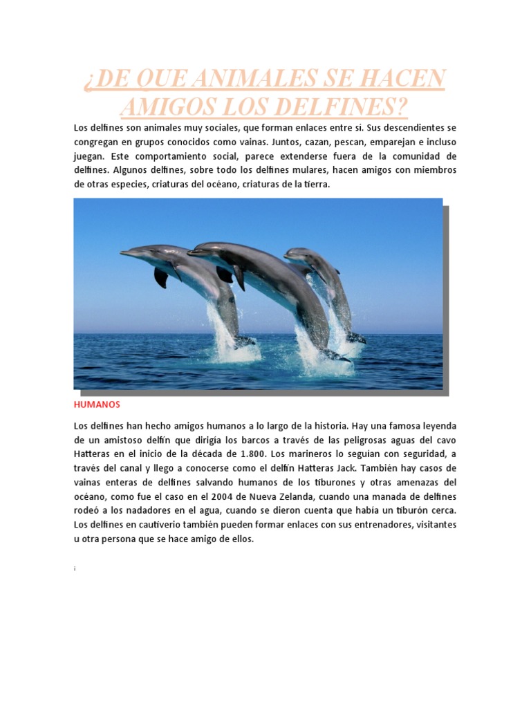 Cuento De Delfines Historia Real El Delfín Que No Perdona Nada
