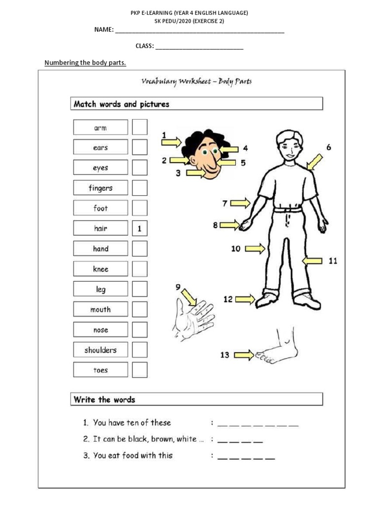 Numbering The Body Parts.: NAME: - CLASS | PDF