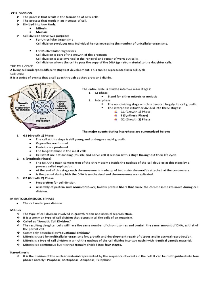 Cell Cycle and Mitosis | PDF | Mitosis | Cell Growth