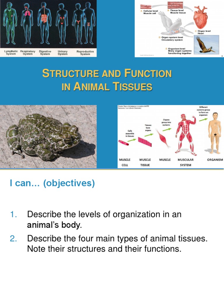 Animal Tissues and Functions | PDF | Epithelium | Tissue (Biology)