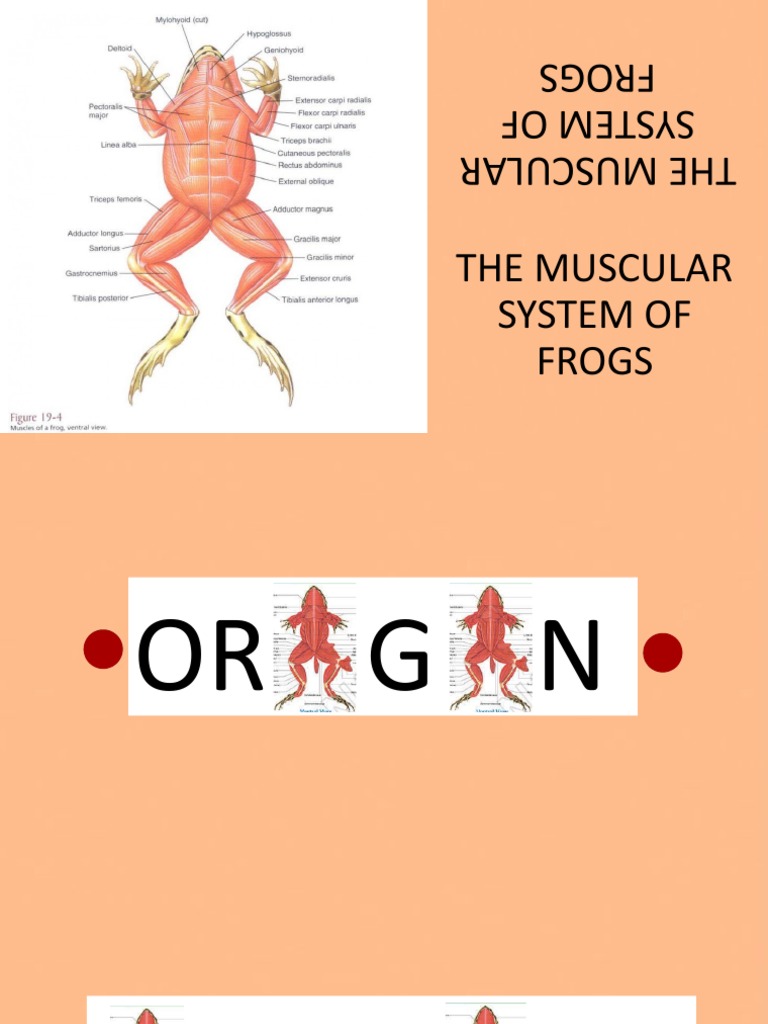 Muscular System of Frogs Report | PDF | Human Leg | Foot