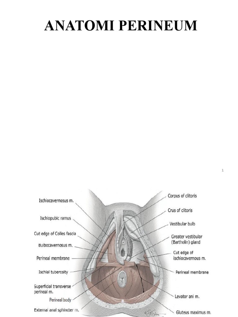 Anatomi Perineum | PDF