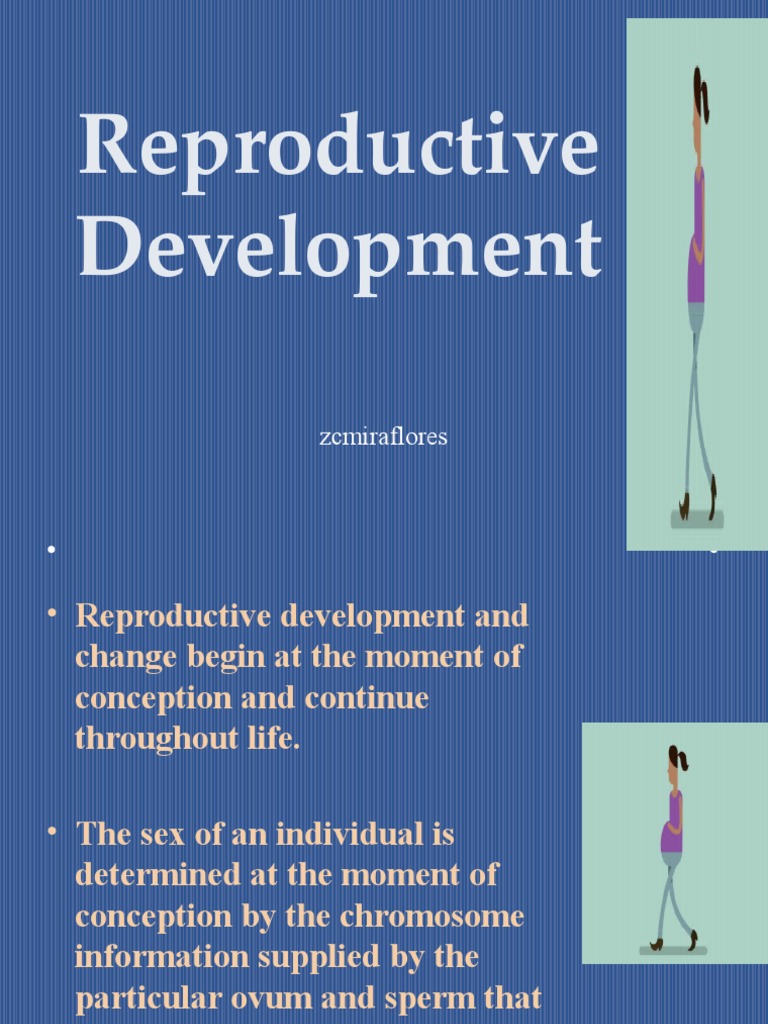 Reproductive Development | PDF | Puberty | Ovary