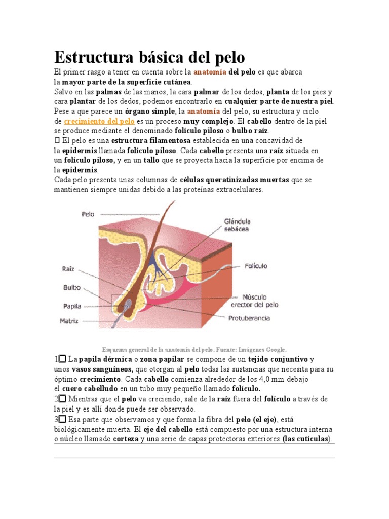 Estructura Básica Del Pelo | PDF | Pelo | Piel