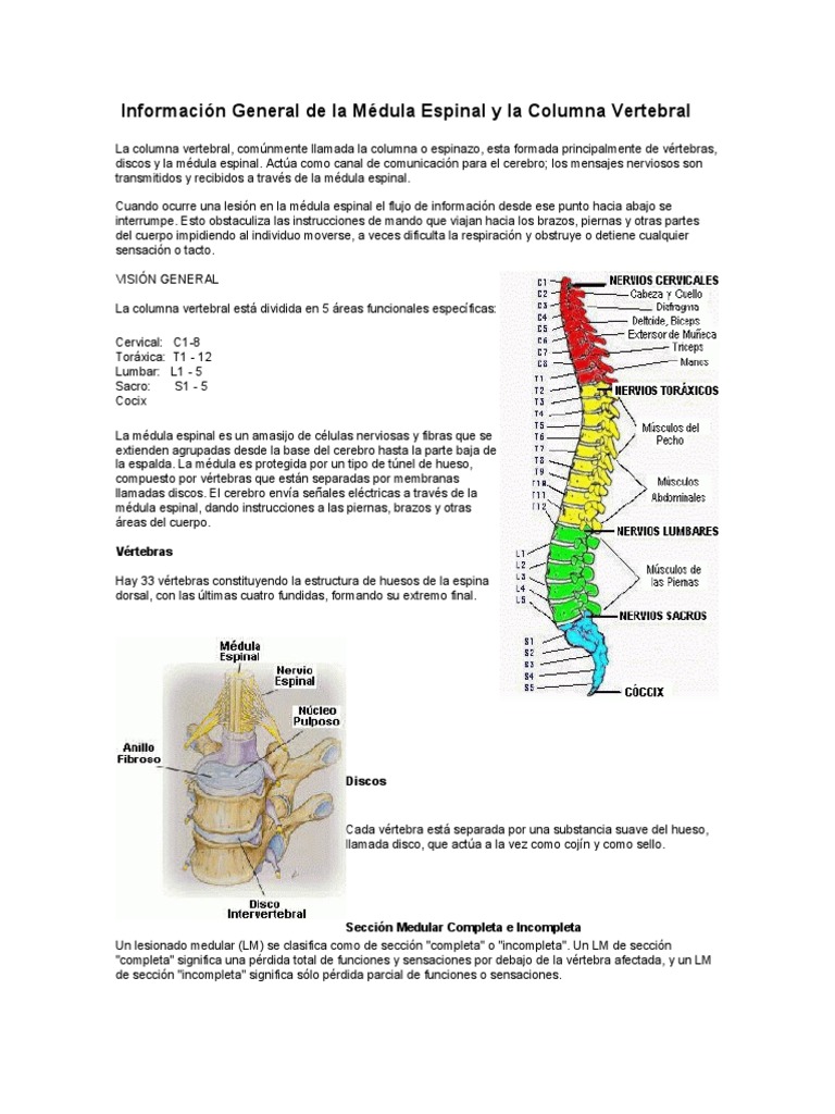 Información General de La Médula Espinal y La Columna Vertebral | PDF ...