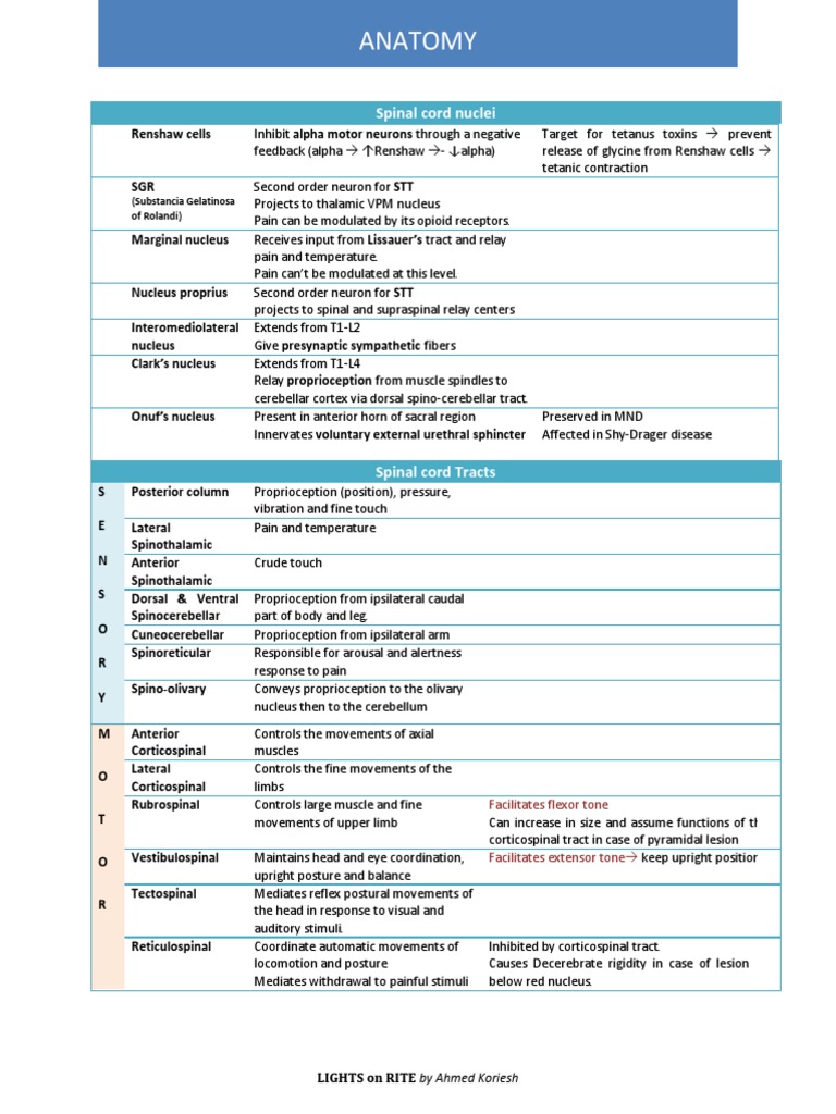 Spinal Cord Anatomy and Tracts | PDF | Nervous System | Central Nervous ...
