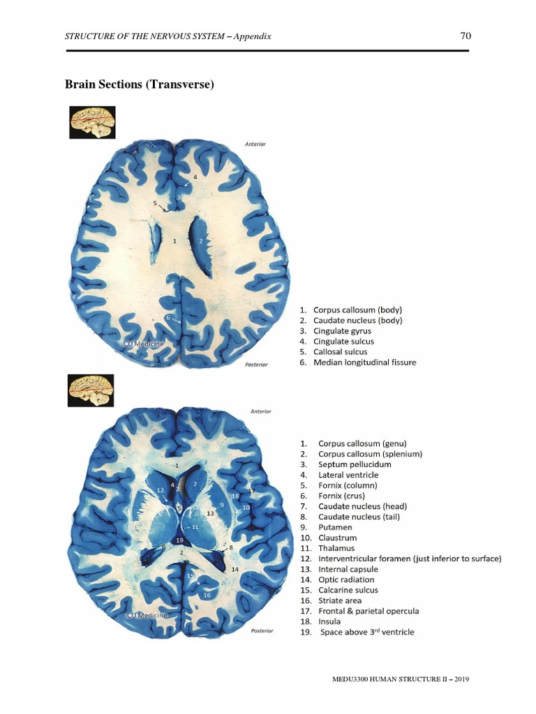 Brain Sections (Transverse) : Structure of The Nervous System | PDF