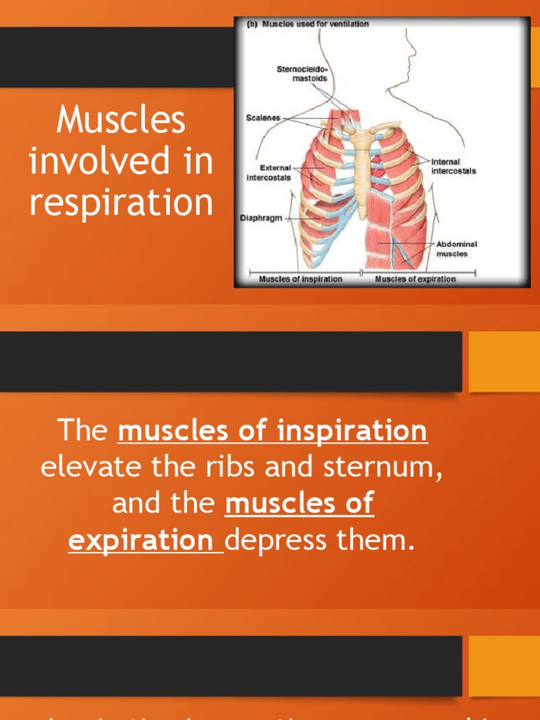 Muscles of Respiration | PDF