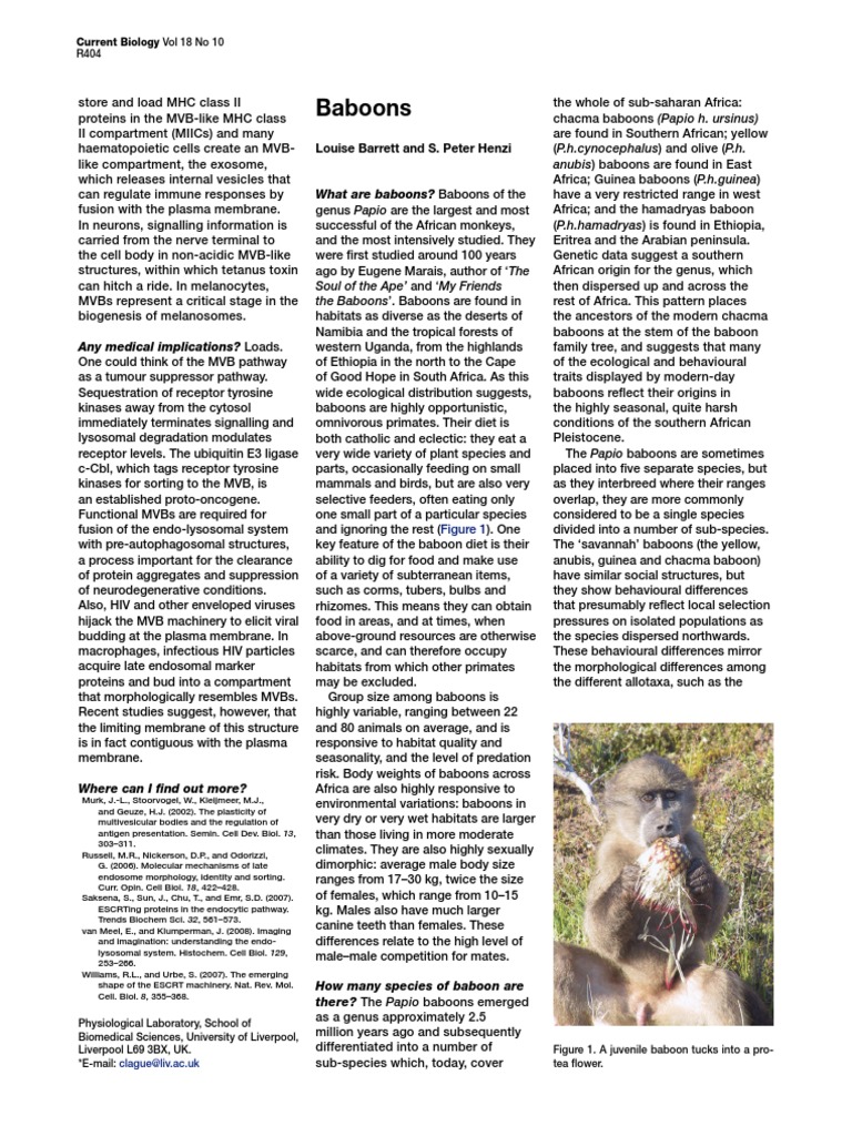 Biology of Baboons | PDF | Rodent | Biology