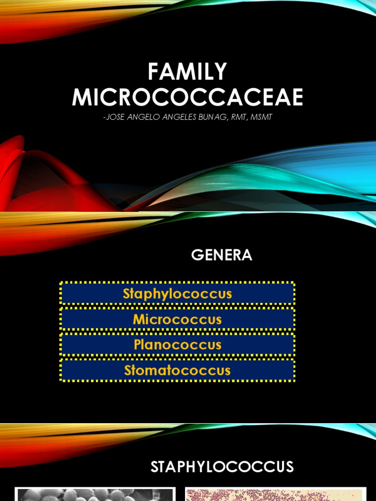 Family Micrococcaceae PDF | PDF | Staphylococcus | Staphylococcus Aureus