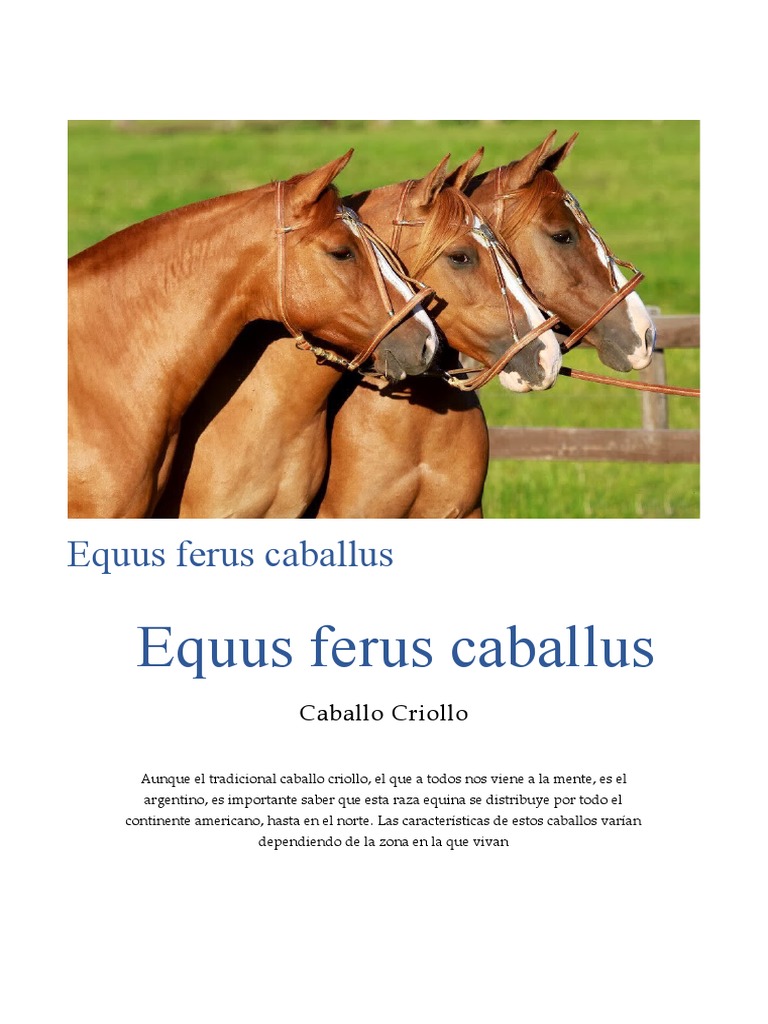 Equus Ferus Caballus | PDF | Caballos | Equus