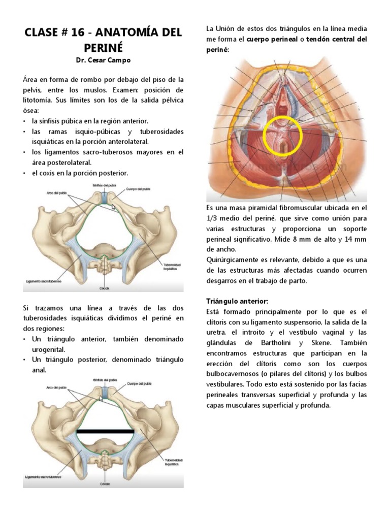 Anatomía Del Periné | PDF | Vagina | Pelvis