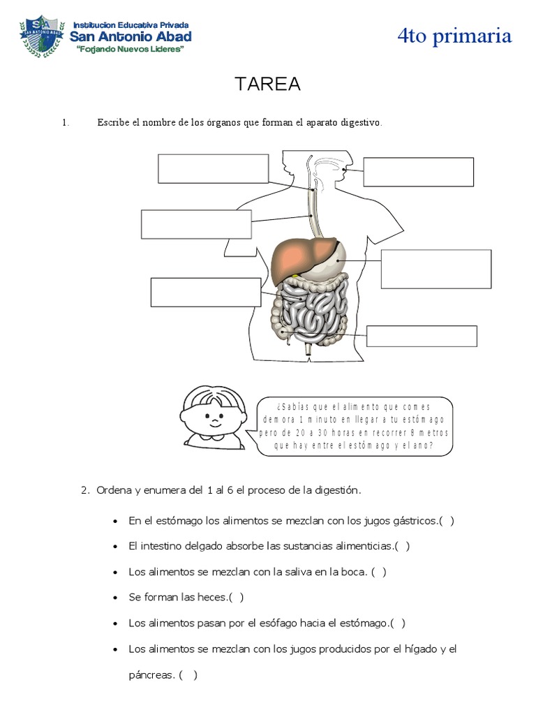 Aparato Digestivo TAREA | PDF
