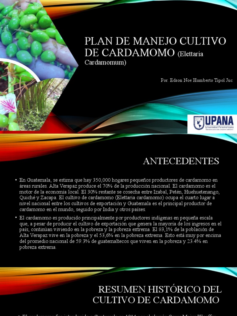 Plan de Manejo Cultivo de Cardamomo (Elettaria Cardamomum) | PDF ...