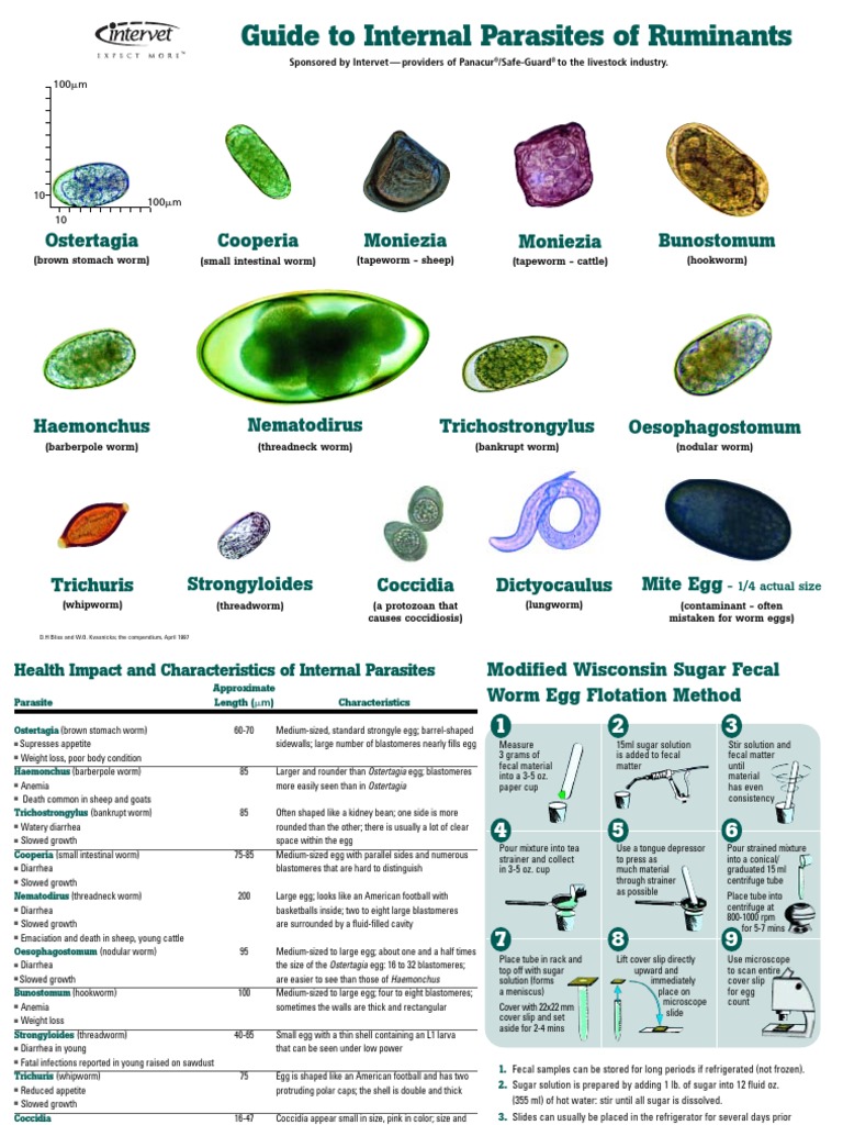 Guide To Internal Parasites of Ruminants: Bunostomum Moniezia Cooperia ...