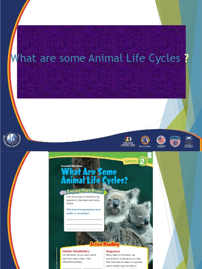 Animal Life Cycle | PDF