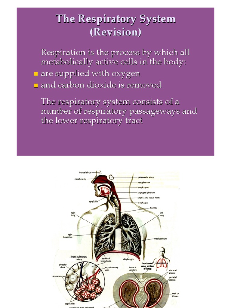 The Intricate Control of Respiration: A Comprehensive Look at the ...