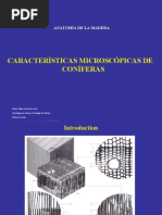 Diferencias Entre Coníferas y Latifoliadas | PDF | Arboles | Hoja