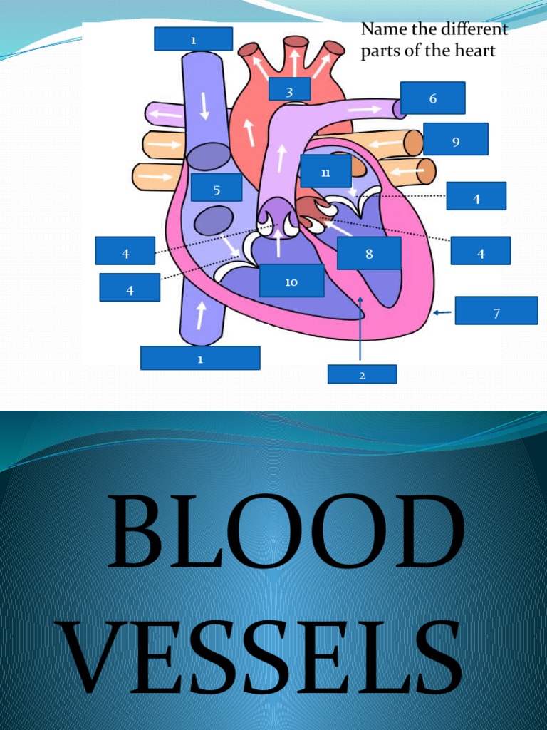 Lesson 4 Blood Vessels | PDF | Artery | Vein