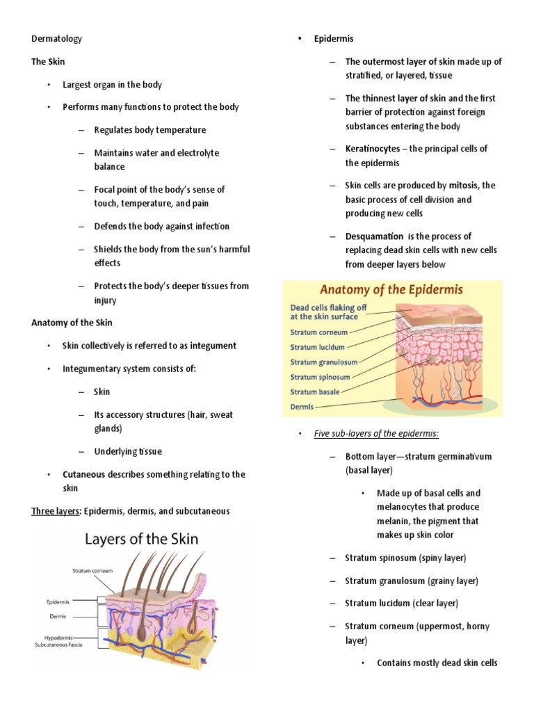 The Anatomy and Functions of Human Skin | PDF | Dermatitis ...