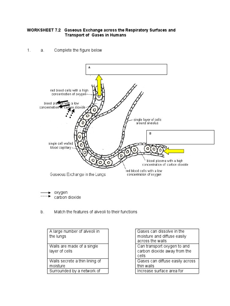 WORKSHEET 7.2 Gaseous Exchange Across The Respiratory Surfaces and ...