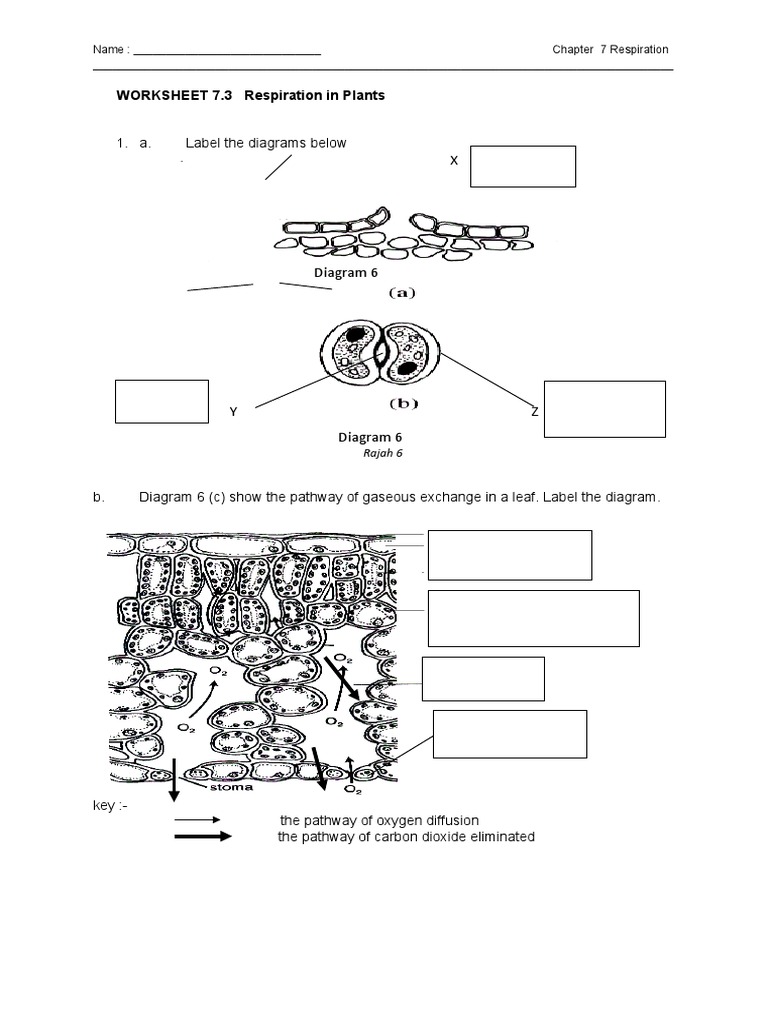 A. Label The Diagrams Below: WORKSHEET 7.3 Respiration in Plants | PDF ...