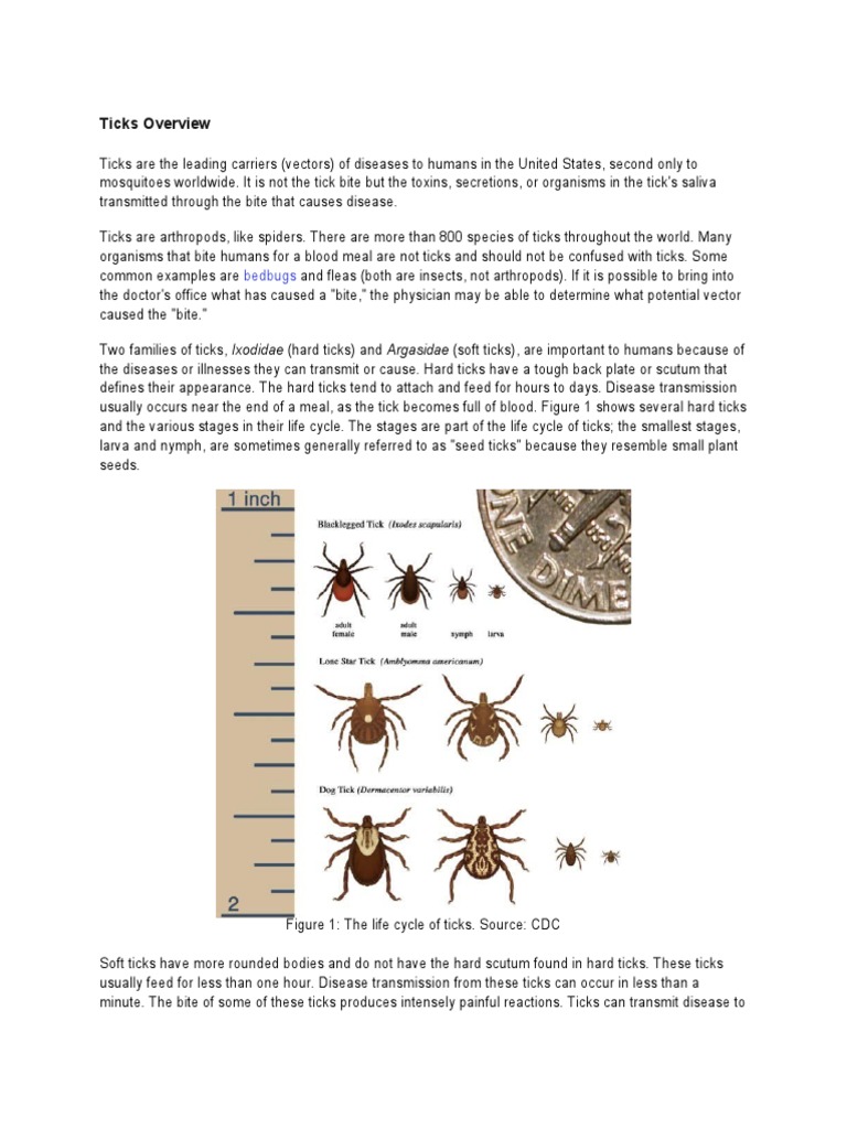 Ticks Overview | PDF | Immunology | Epidemiology