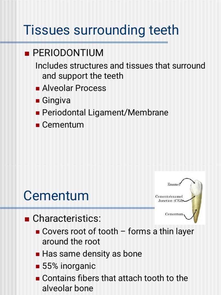 Tissues Surrounding Teeth: Periodontium | PDF | Periodontology | Human ...