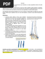 Grados de Varicocele: Clasificación y Evaluación | PDF | Sistema ...