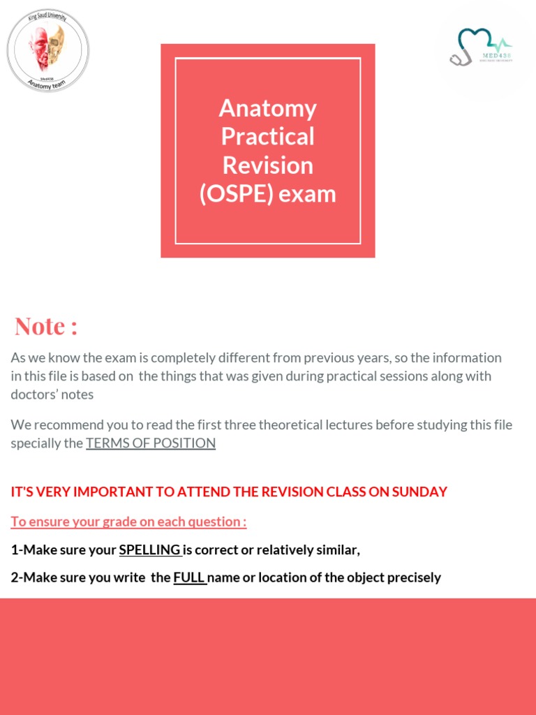 Anatomy Practical OSPE | PDF | Cerebrum | Human Leg