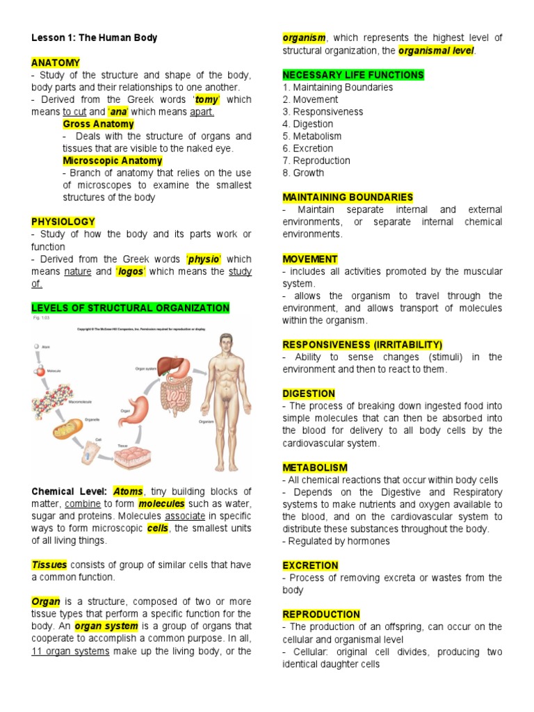 Lesson 1 - The Human Body | PDF | Human Body | Animal Physiology