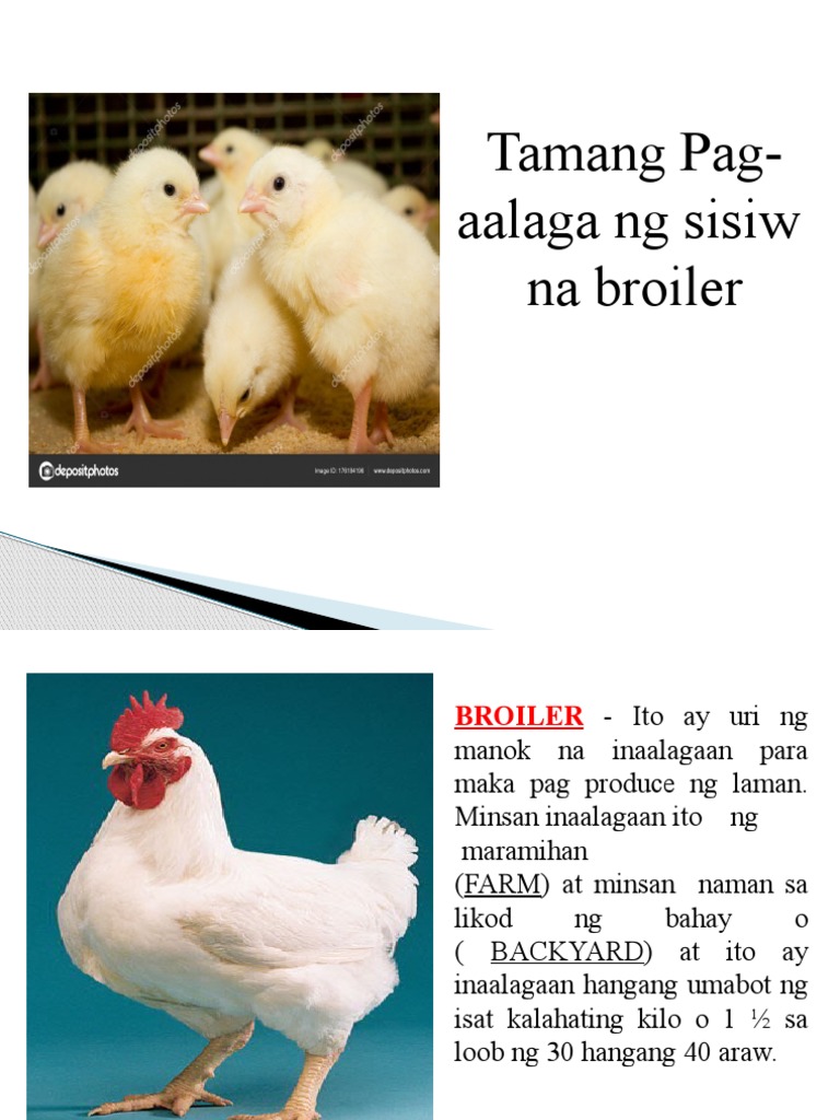 Proper Brooding of Chicks | PDF