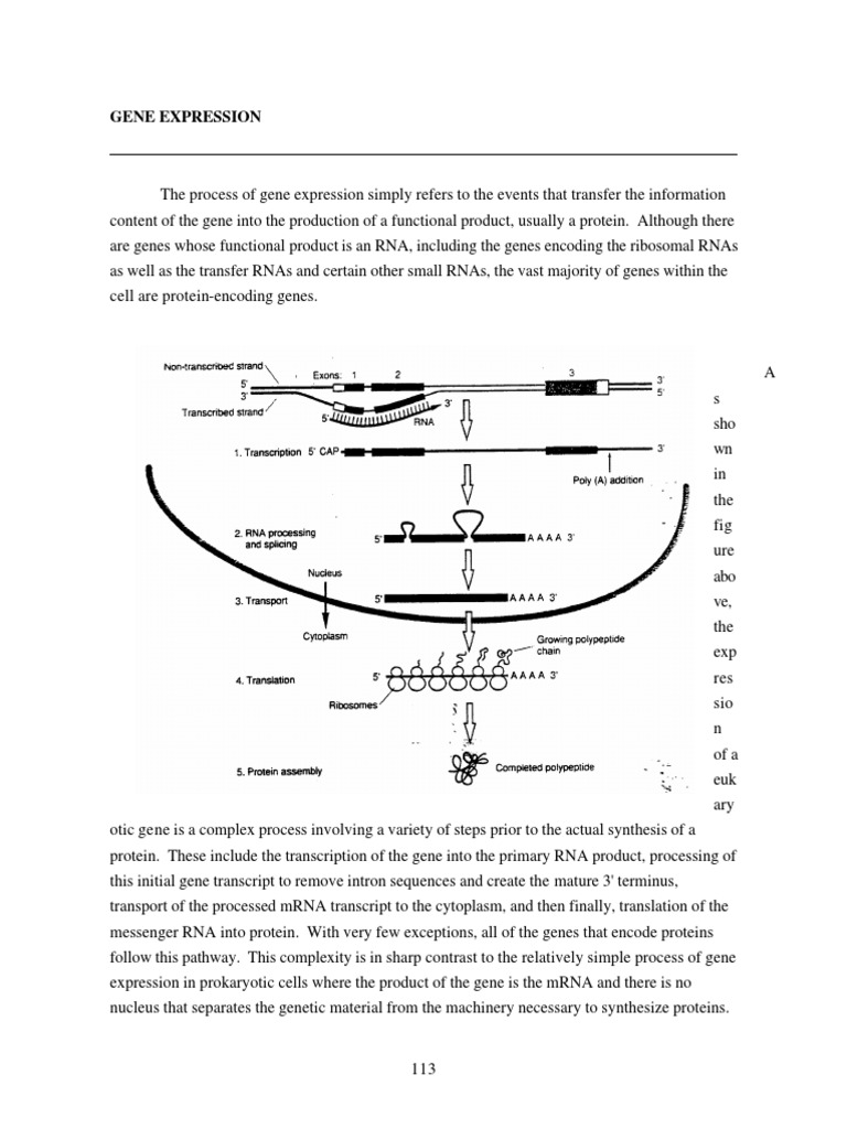 Gene Expression | PDF | Translation (Biology) | Rna