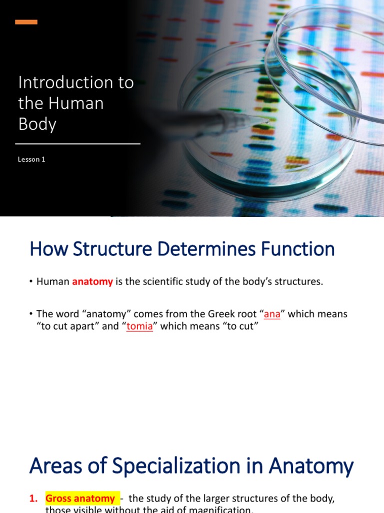 Introduction To Human Anatomy | PDF | Anatomical Terms Of Location ...