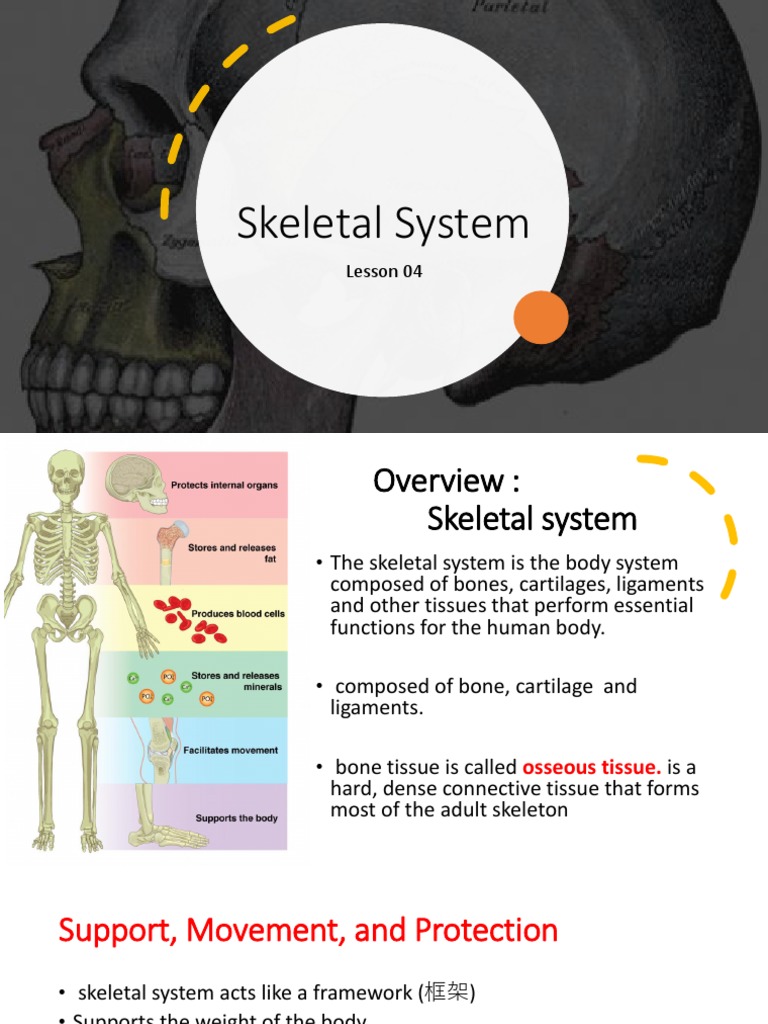 Skeletal System | PDF | Skeleton | Bone