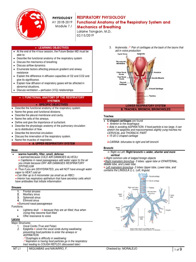 7.1 (LEC) - Functional Anatomy of Respiratory System and Mechanics of ...