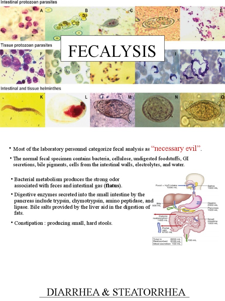 FECALYSIS | PDF | Diarrhea | Human Feces