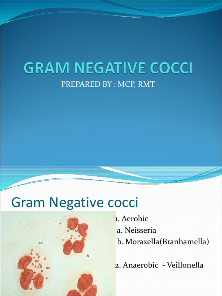 Bacte PPT 6 - Gram Negative Cocci | PDF | Prokaryote | Microbiology